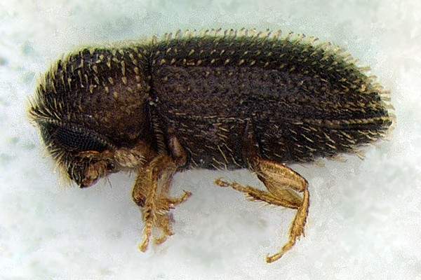 Coffee Berry Borer thriving due to Climate Change – PlantwisePlus Blog