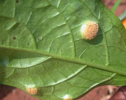 New plant disease records from CABI scientists in 2011 – PlantwisePlus Blog