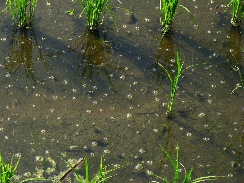 Speedy crop breeding to help Japanese rice growers – PlantwisePlus Blog