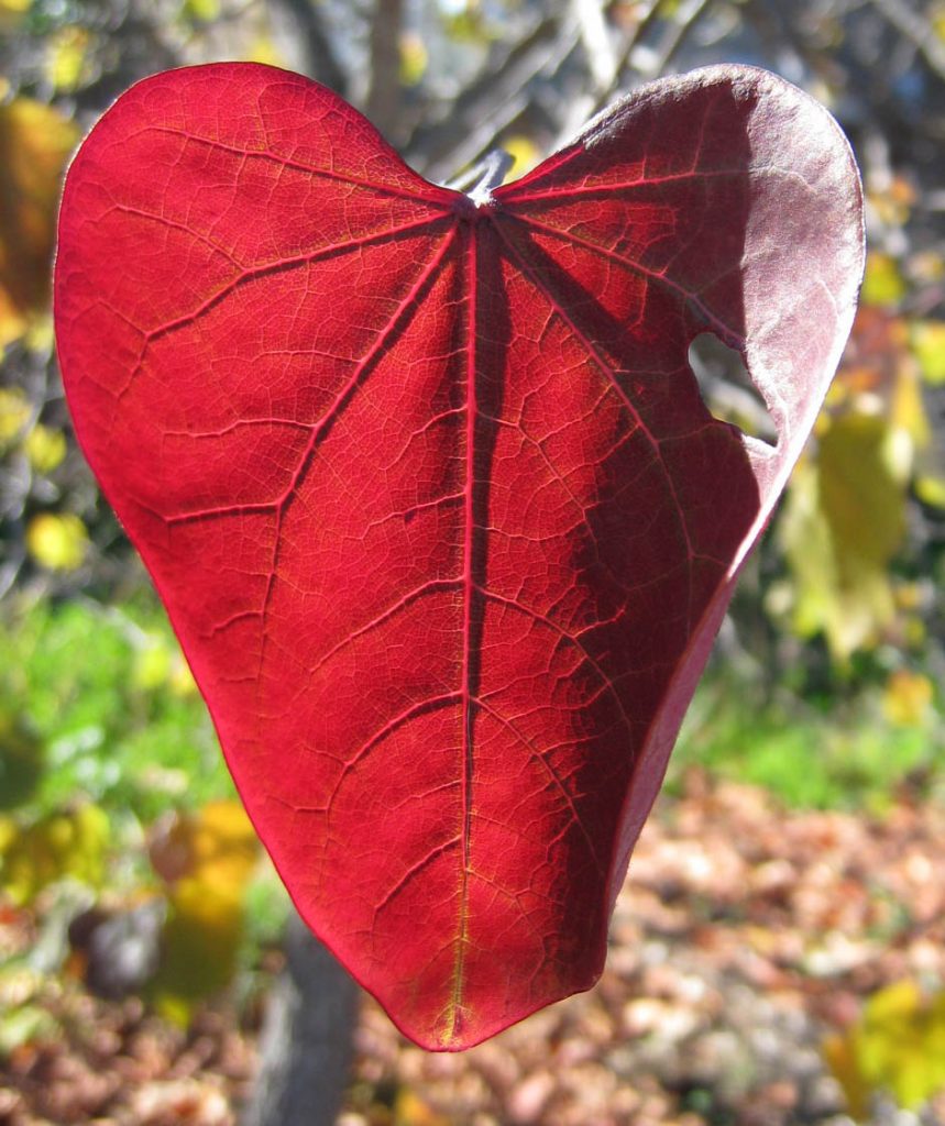 Plantwise relationships blossom in time for Valentine’s Day ...