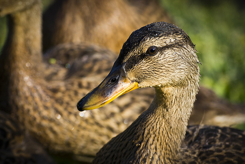 Agricultural Super Ducks – PlantwisePlus Blog