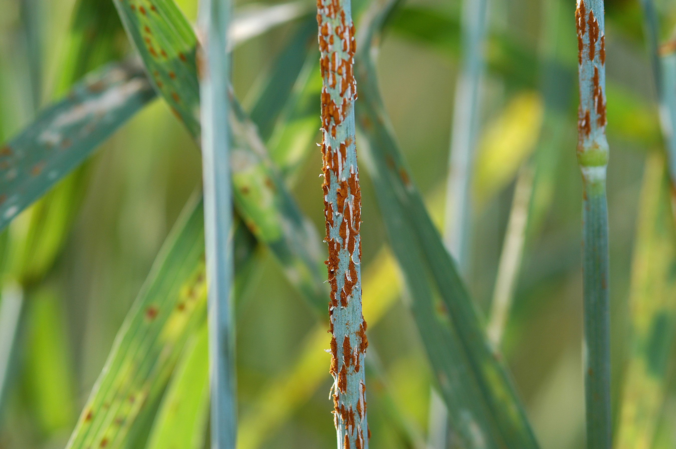 Which is the most important plant-pathogenic fungus? – PlantwisePlus Blog