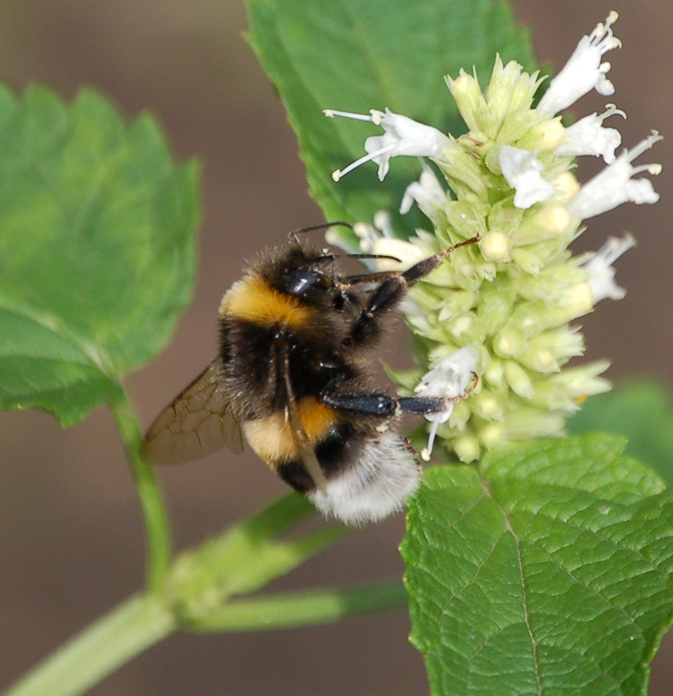 A Sting In The Tale- EFSA Assesses The Risks of Neonicotinoids To Bees ...