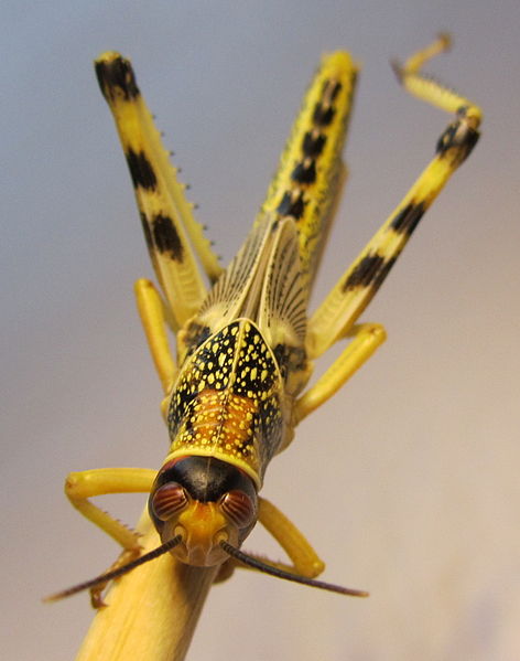 Monitoring and Management of Desert Locusts in Africa – PlantwisePlus Blog