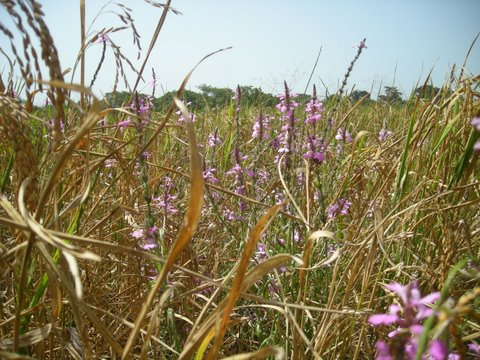 Parasitic Witchweed defeated in Kenya – PlantwisePlus Blog