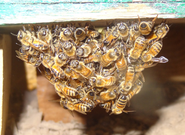 Leave Them Bee- The Honeybees That Fearfully Avoid Hornets ...