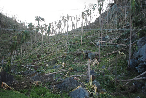 Typhoon Haiyan Devastates Agriculture in the Philippines ...