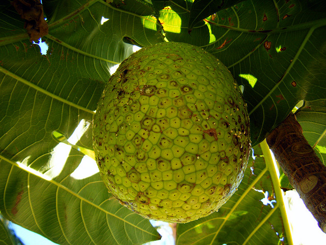 Bread from the 'Tree of Life' – PlantwisePlus Blog
