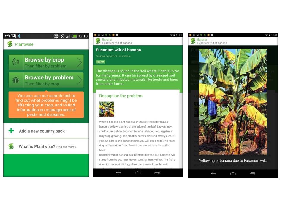 Plantwise develops new app for farmers – PlantwisePlus Blog