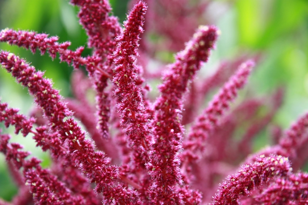 Seeking help for her amaranthus crop in India, Sarathambal finds a ...