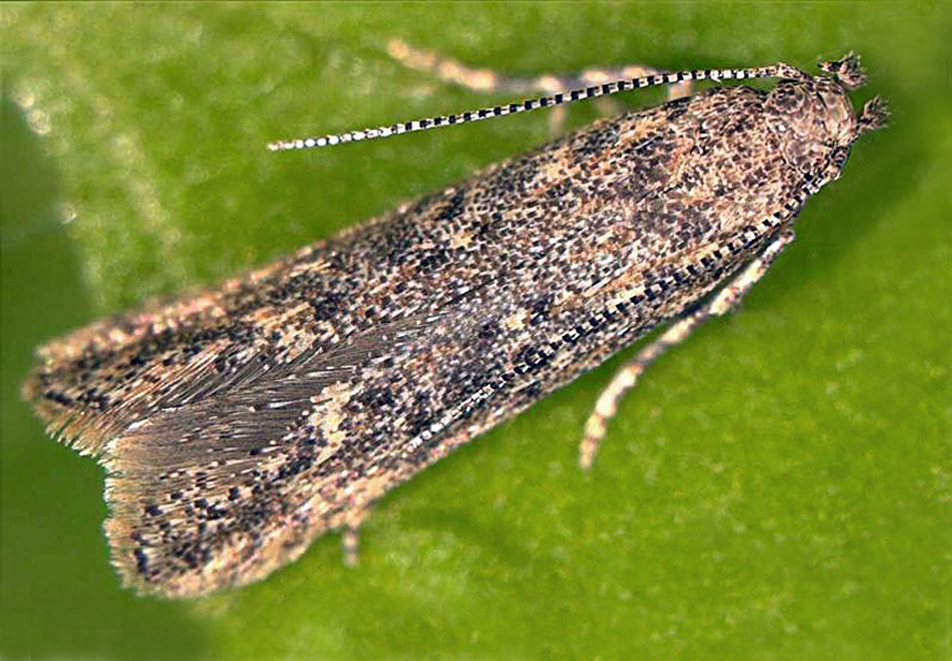 Tuta absoluta, a new invasive invading India – PlantwisePlus Blog