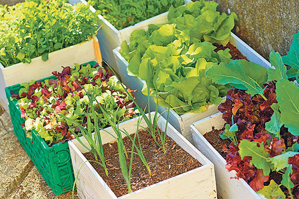 World Planting Day – 21 of March 2015 – PlantwisePlus Blog