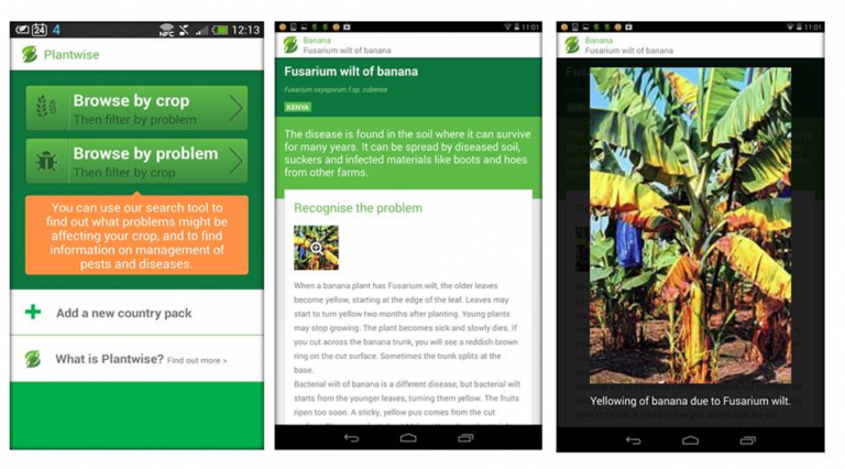 Plantwise publishes its 1000th Factsheet for Farmers! – PlantwisePlus Blog