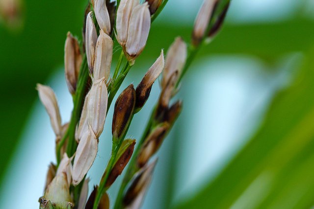 Update: New Pest & Disease Records (02 Sep 15) – PlantwisePlus Blog