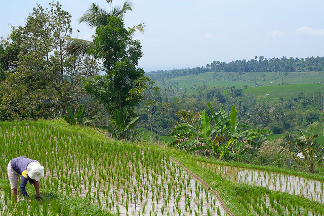 Climate-friendly rice wins 2015 Popular Science award – PlantwisePlus Blog