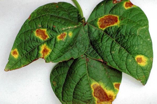 Update: New Pest & Disease Records (10 Feb 16) – PlantwisePlus Blog