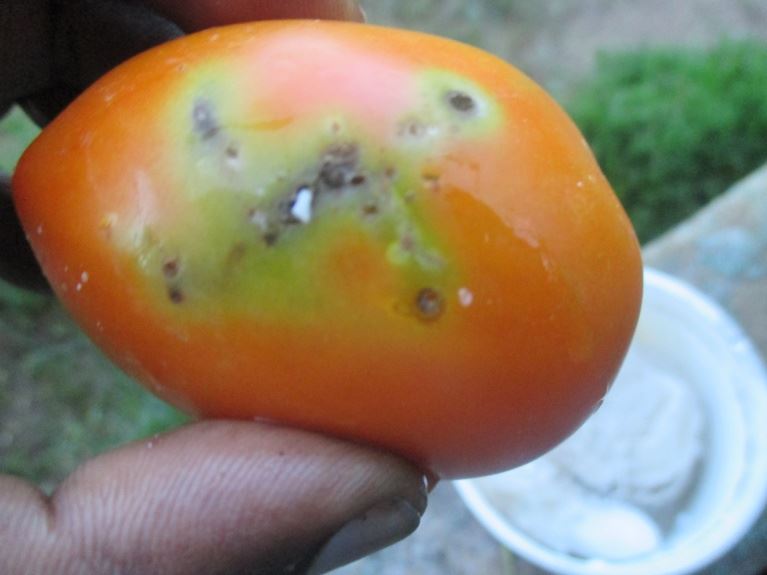 South American tomato leaf miner, Tuta absoluta, reported in Nepal for ...
