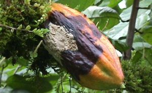 Frosty Pod Rot announced on Caribbean Cocoa – PlantwisePlus Blog