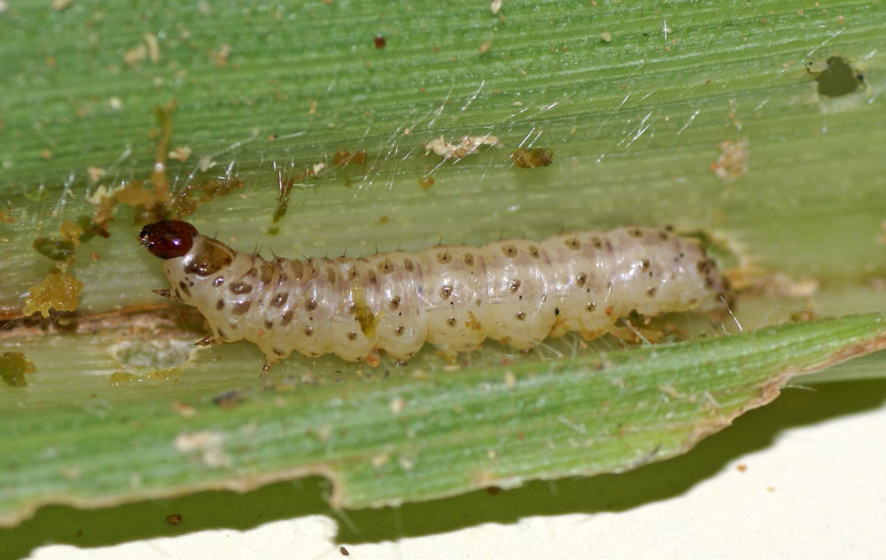 Chilo worm outbreak threatening crops in Zimbabwe – PlantwisePlus Blog