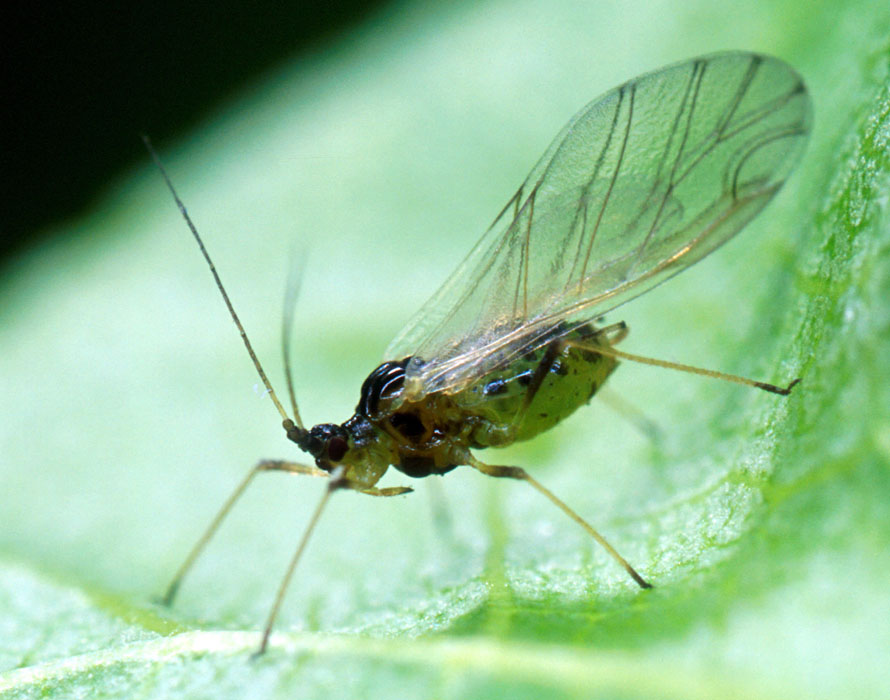 Why the green peach aphid is such a successful pest – PlantwisePlus Blog