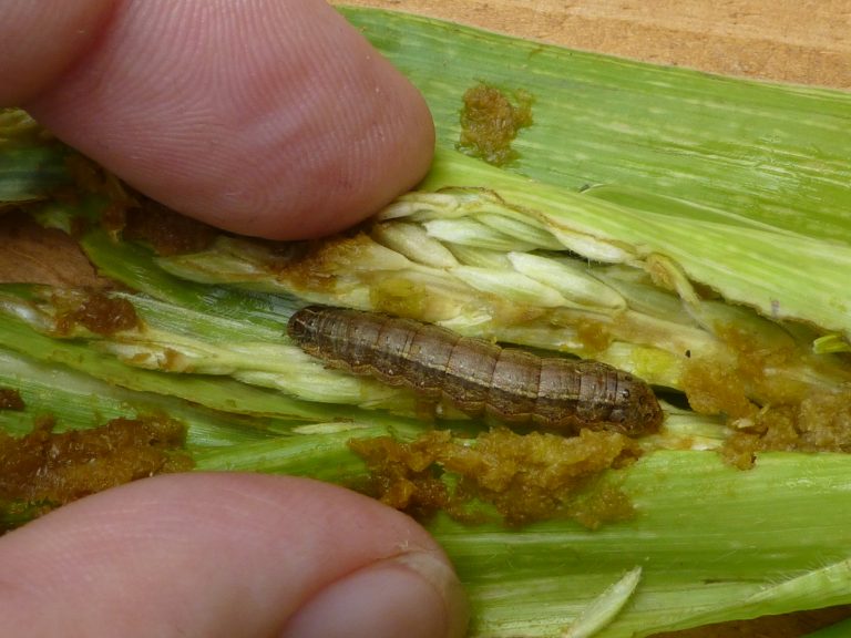 sphacelotheca reiliana Archives – PlantwisePlus Blog