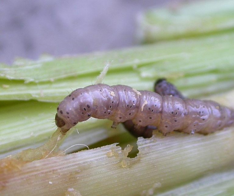 4 pests and diseases of maize – PlantwisePlus Blog
