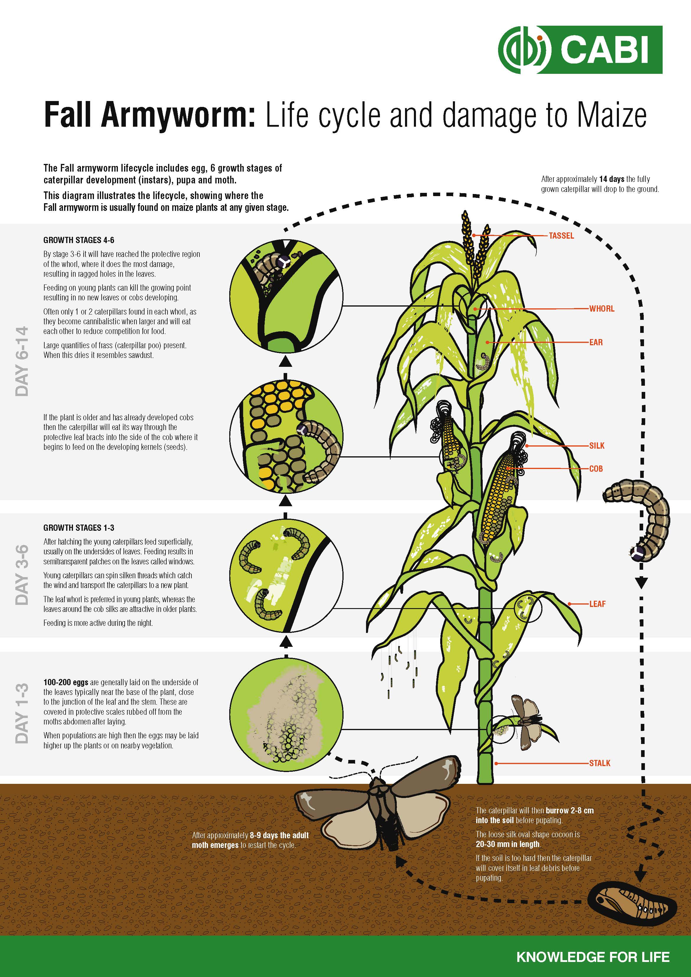 The Life Cycle of Fall Armyworm – PlantwisePlus Blog