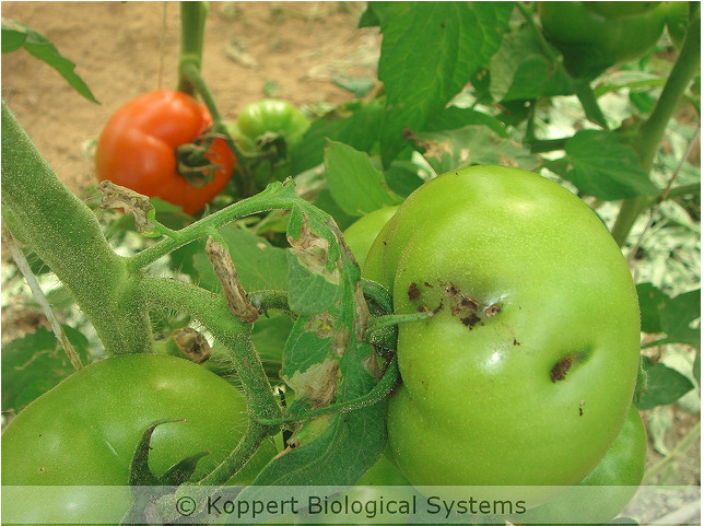 Managing Tuta absoluta in Agricultural production systems ...