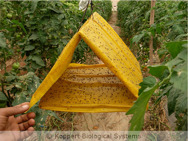 Managing Tuta absoluta in Agricultural production systems ...