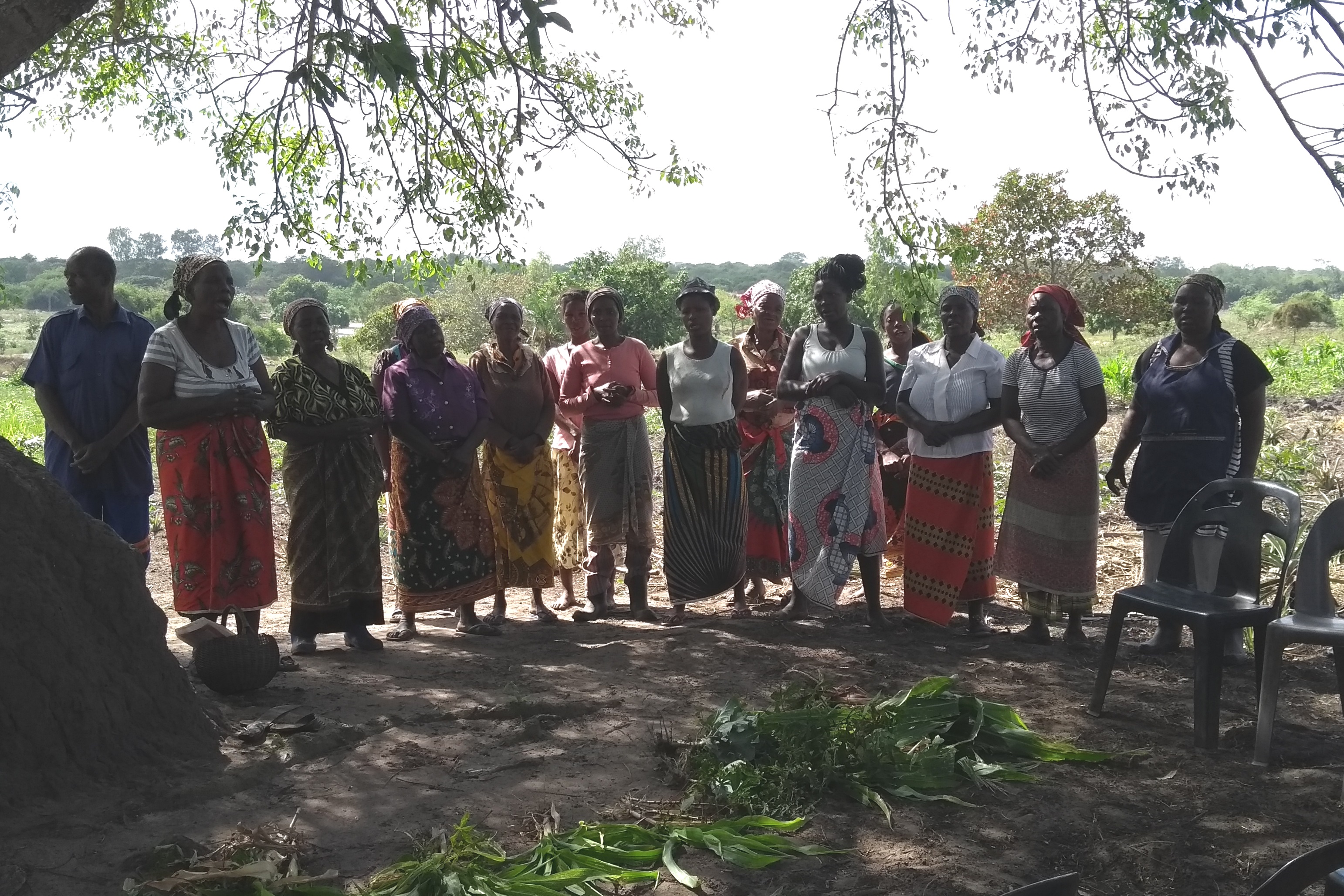 E-plant clinics launched in Mozambique – PlantwisePlus Blog E-plant clinics launched in Mozambique – PlantwisePlus Blog