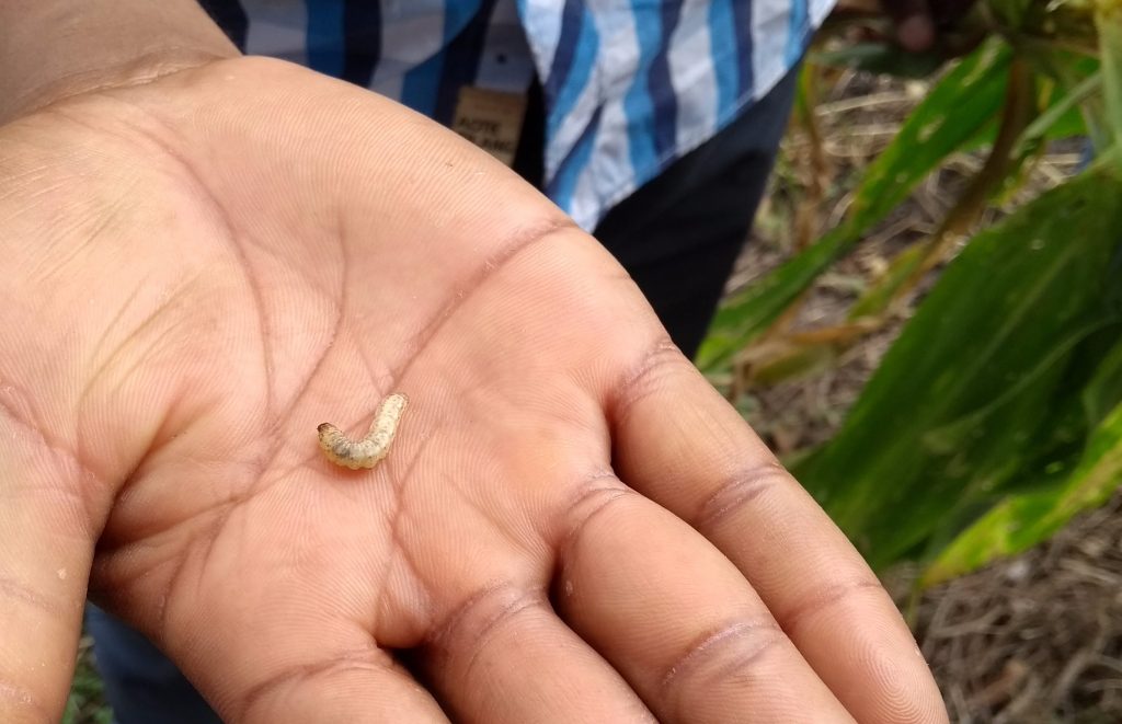 E-plant clinics launched in Mozambique – PlantwisePlus Blog E-plant clinics launched in Mozambique – PlantwisePlus Blog