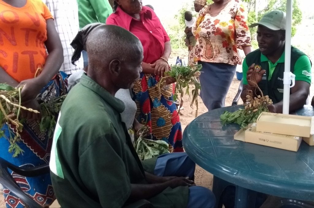E-plant clinics launched in Mozambique – PlantwisePlus Blog E-plant clinics launched in Mozambique – PlantwisePlus Blog