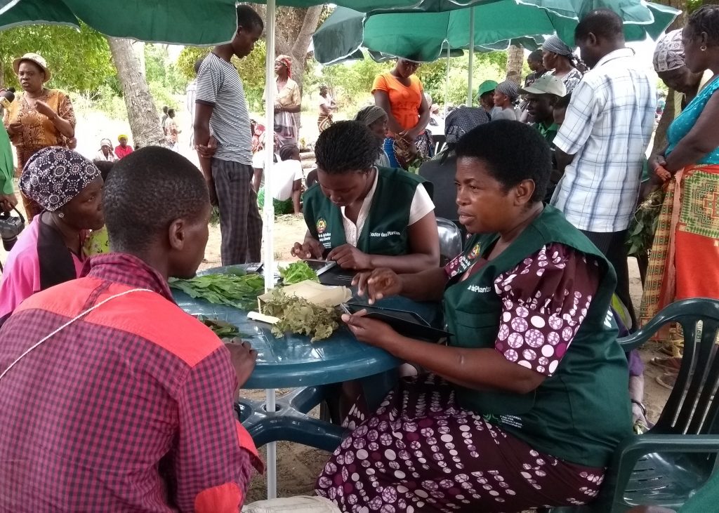 E-plant clinics launched in Mozambique – PlantwisePlus Blog E-plant clinics launched in Mozambique – PlantwisePlus Blog
