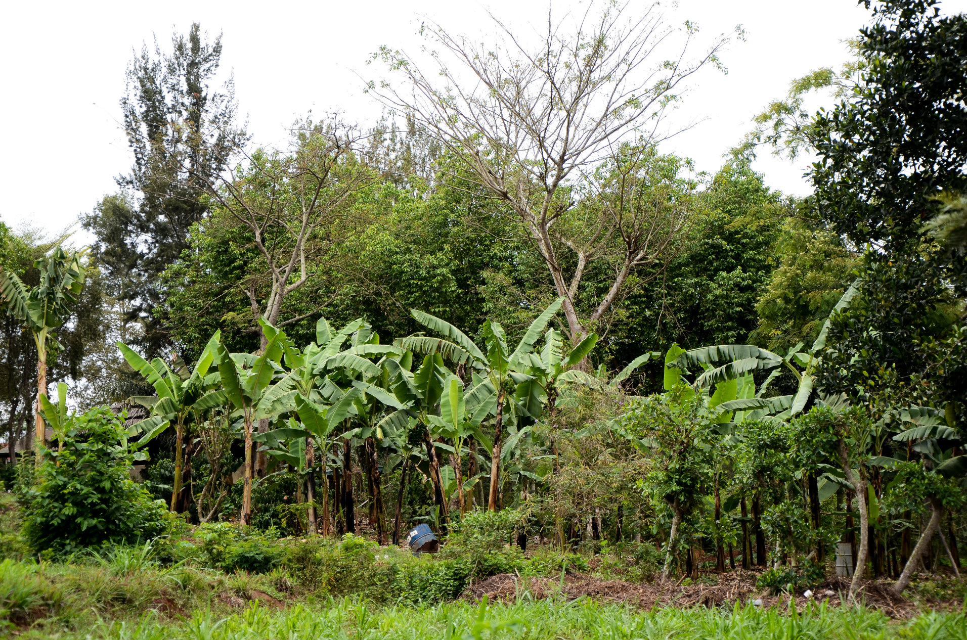 Agroforestry: Mitigating Cocoa Swollen Shoot Virus Disease in Ghana ...