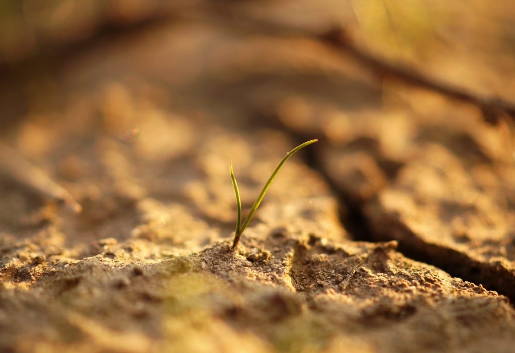 Drought Resistance Hormone Discovered in Plants – PlantwisePlus Blog