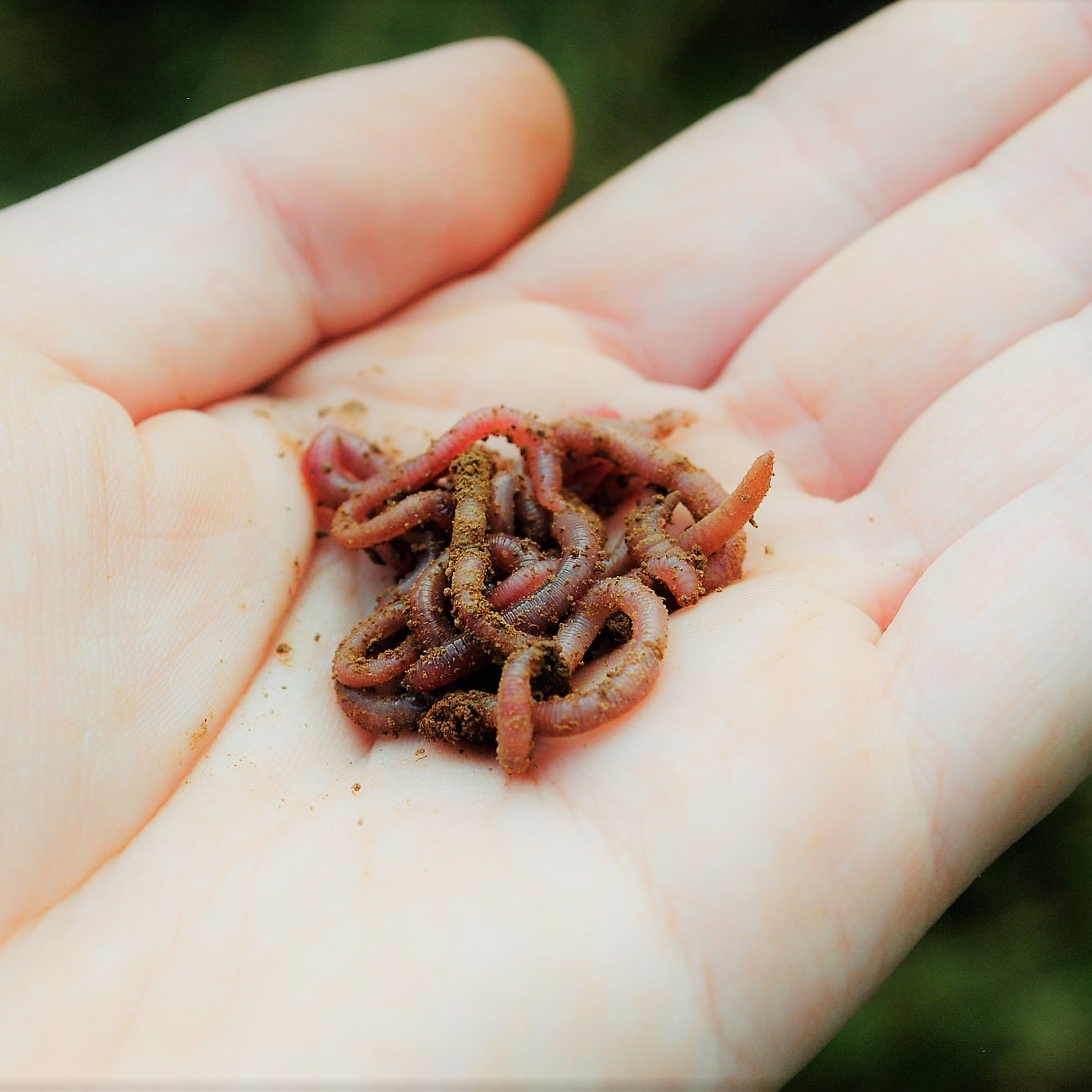 The role of earthworms in sustainable agriculture