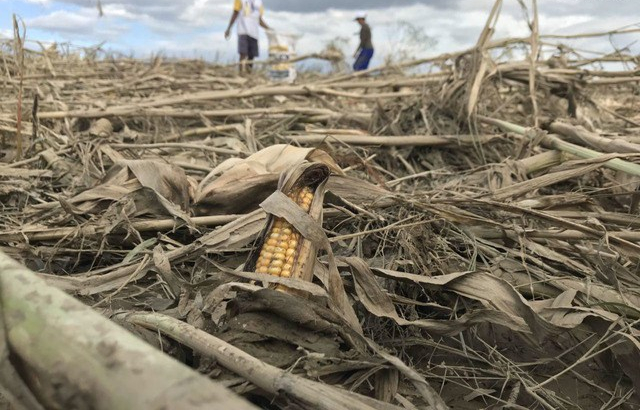 Philippine farmers worst hit by Typhoon Mangkhut – PlantwisePlus Blog