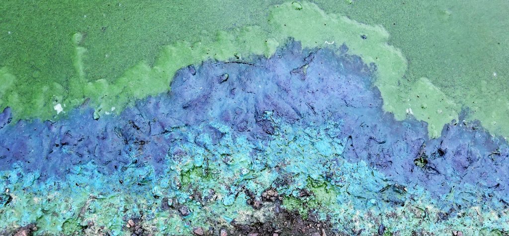 Improving food crop yields using blue-green algae – PlantwisePlus Blog
