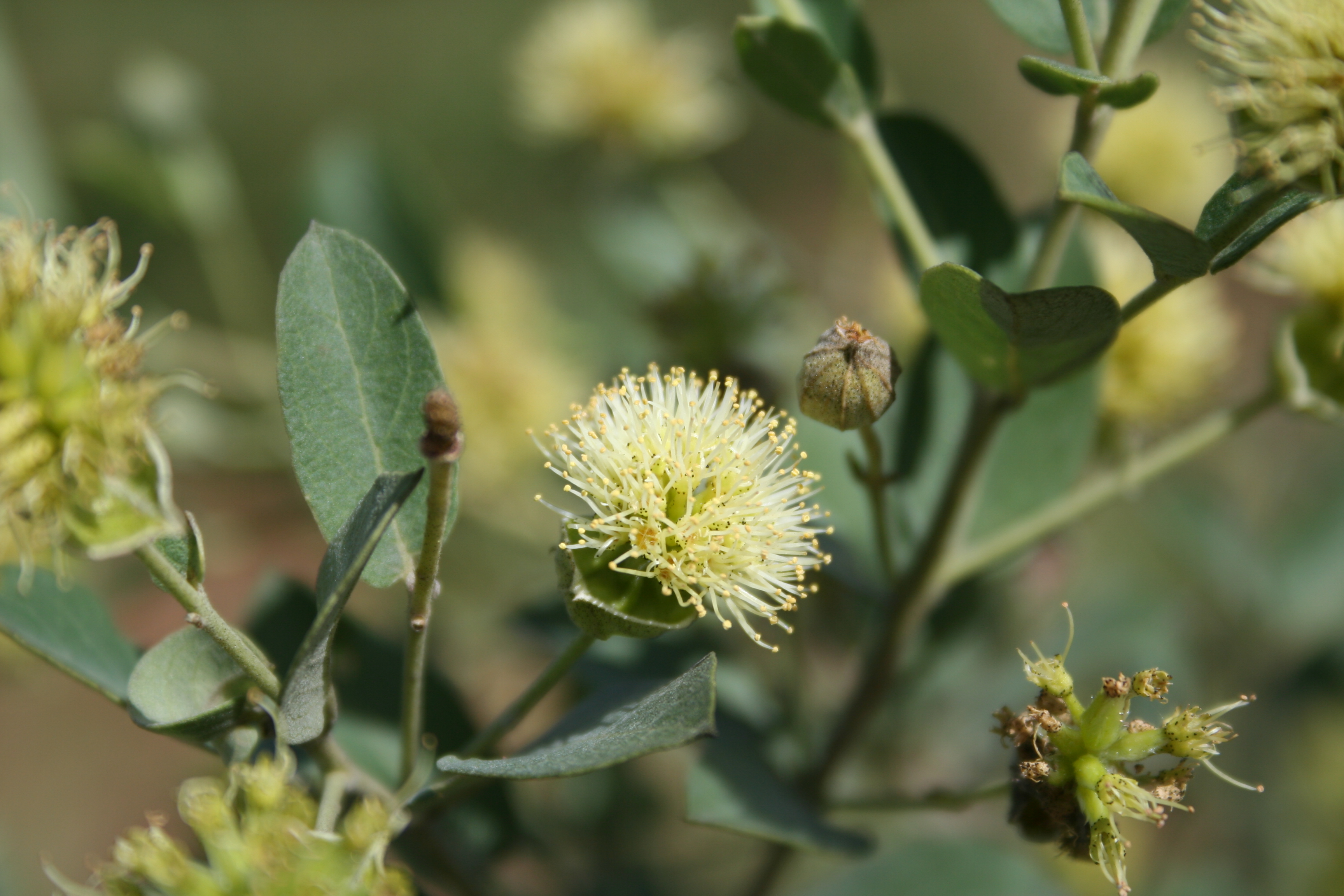 Fighting hunger in West Africa with shrubs – PlantwisePlus Blog