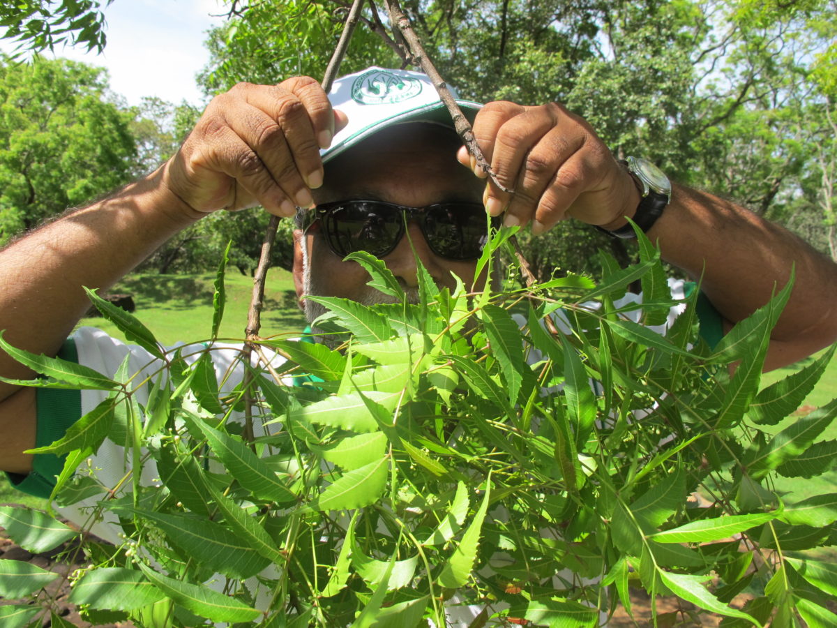 Homemade botanical remedies: can they really work for pest control ...