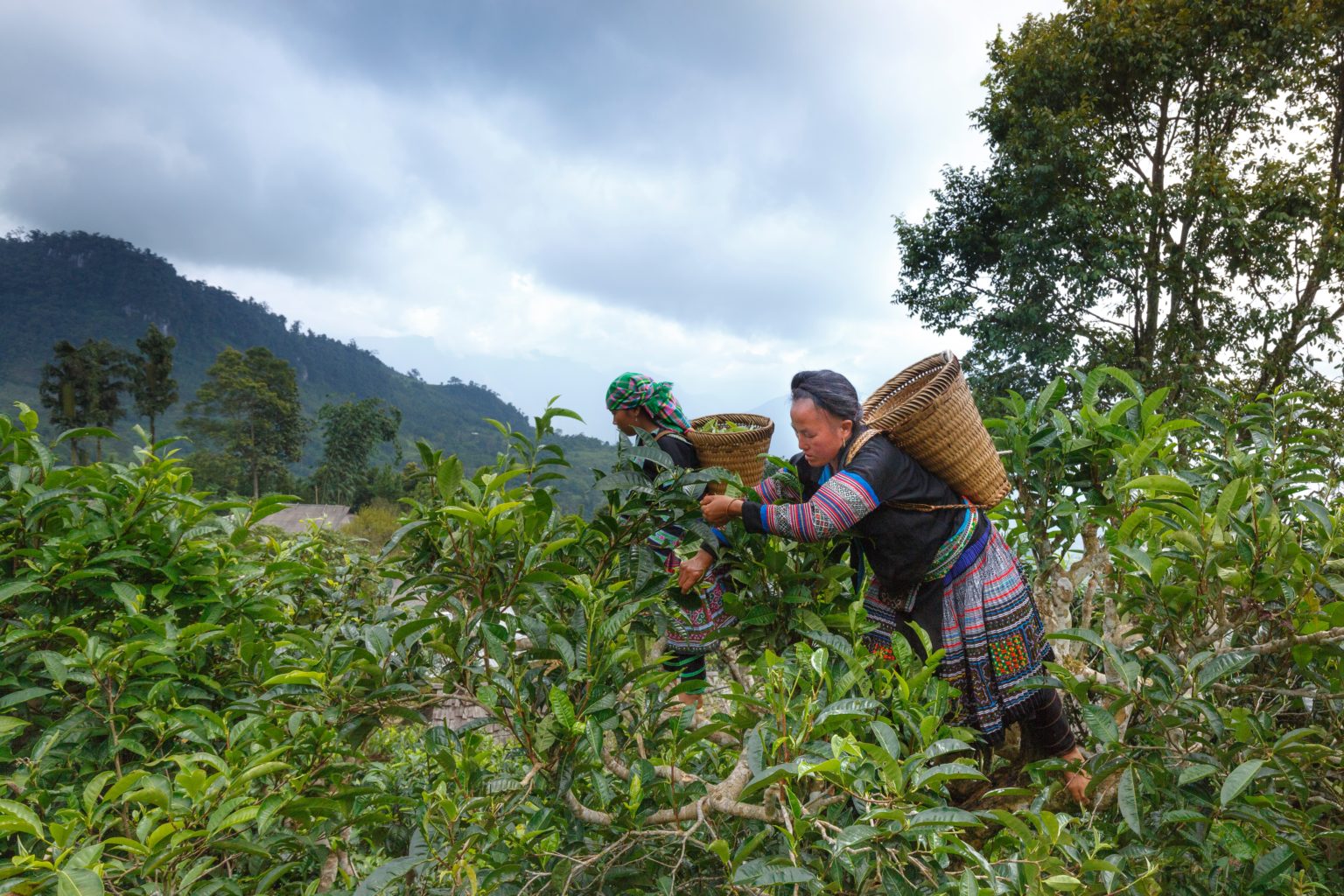 Nuru AI expansion: Supporting farmers to diagnose crop diseases ...