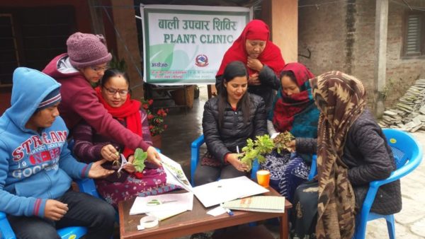 The importance of plant clinics to Nepalese smallholder farmers ...