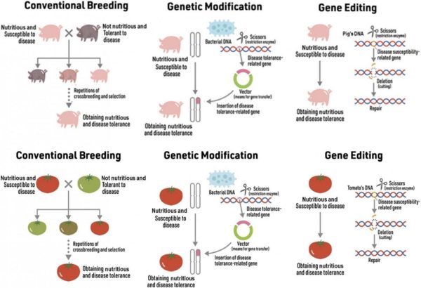 Gene editing of pigs worries consumers more than gene editing of ...