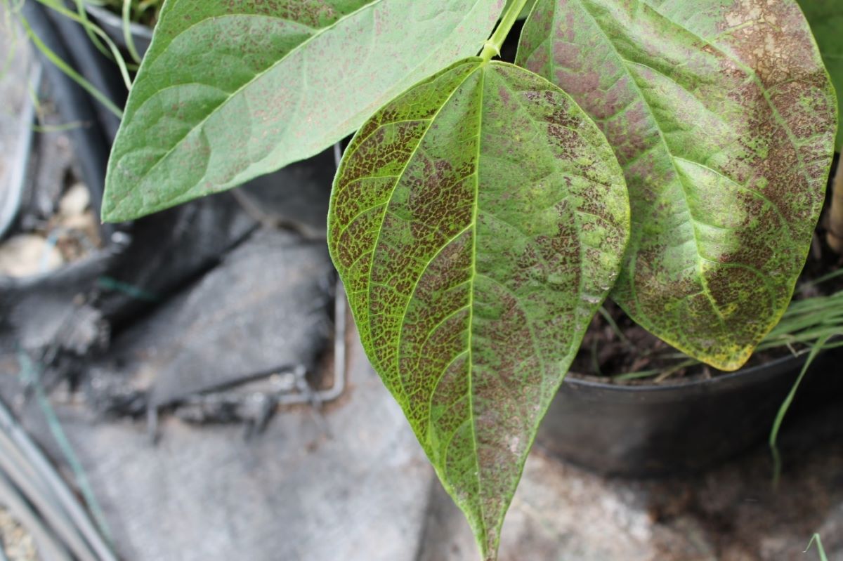 Webinar: Ozone pollution’s threat to tropical agriculture