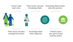 What is the Plantwise Knowledge Bank? – PlantwisePlus Blog