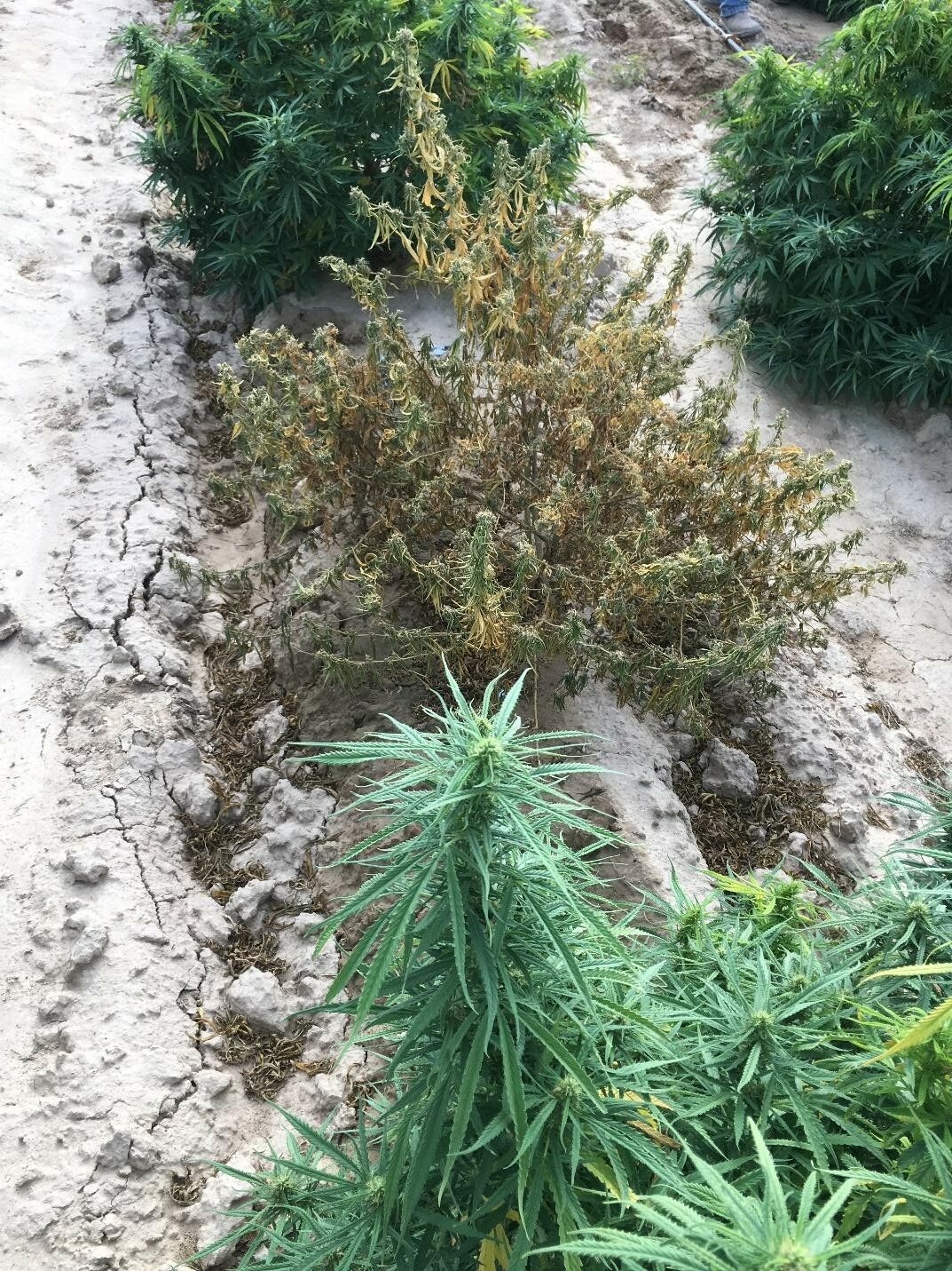 Hemp: a new crop challenged by old pathogens – PlantwisePlus Blog