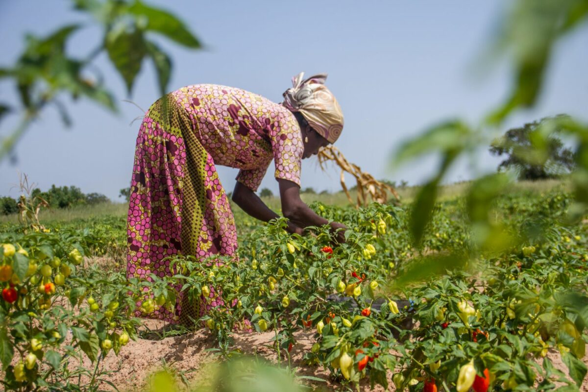 Women in rural agriculture: a CABI interview – PlantwisePlus Blog