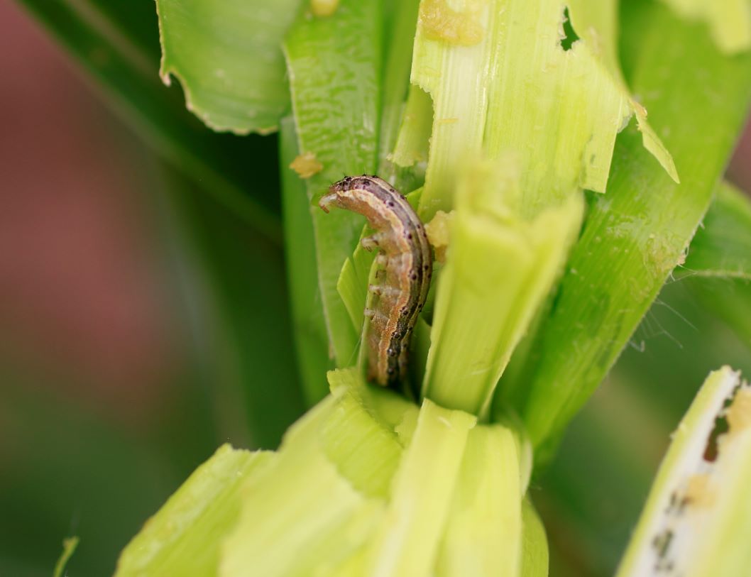 Conservation farming: can it offset fall armyworm’s impact?