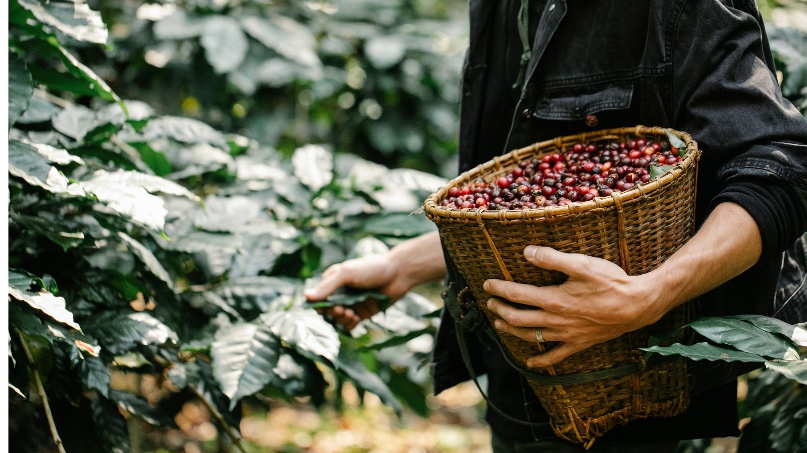 Coffee leaf rust: Spotting and managing Hemileia vastatrix