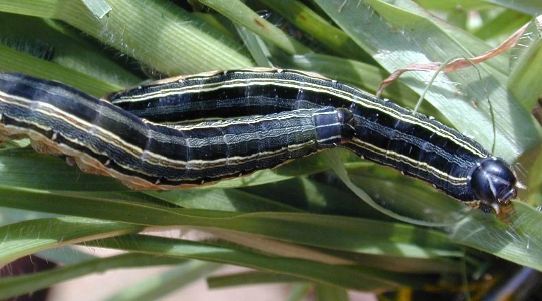Spotting and managing Spodoptera armyworms – PlantwisePlus Blog